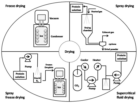 Drying Technologies for the Stability and Bioavailability of ...