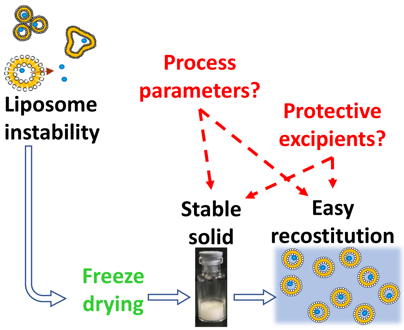 Pharmaceutics | Free Full-Text | Lyophilization of Liposomal ...