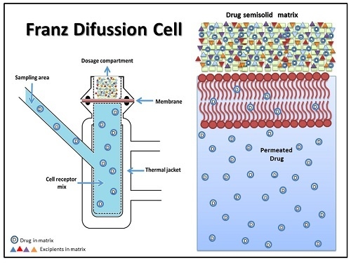 Pharmaceutics | Free Full-Text | Franz Diffusion Cell Approach for Pre ...
