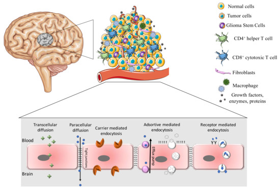Targeted Theranostic Nanoparticles for Brain Tumor Treatment