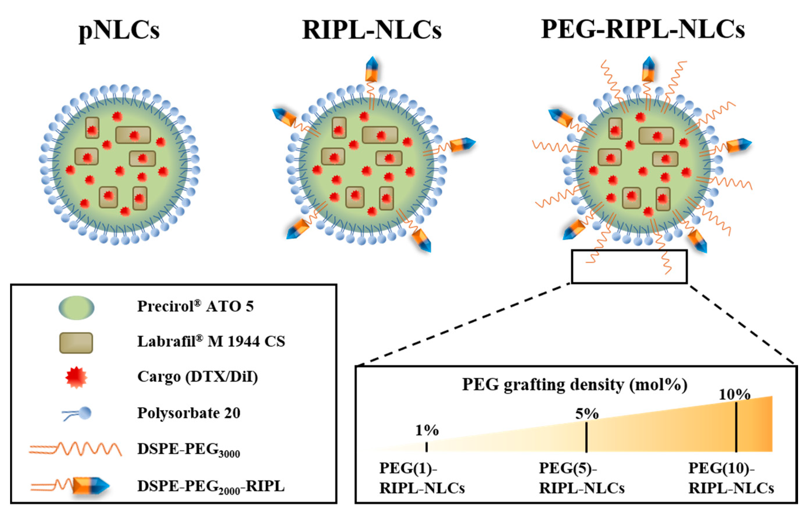 Sterically Stabilized RIPL Peptide-Conjugated Nanostructured Lipid ...