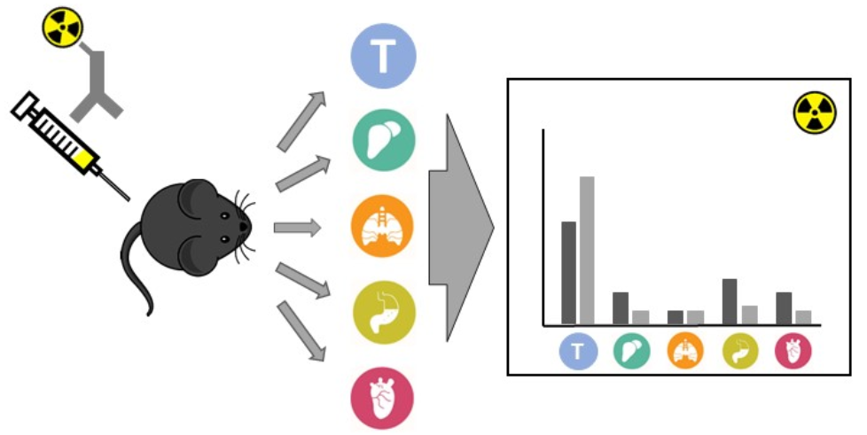 Pharmaceutics | Free Full-Text | Biodistribution of a Radiolabeled ...