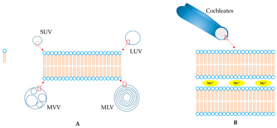 Pharmaceutics | Free Full-Text | Stable, Monodisperse, and Highly Cell ...
