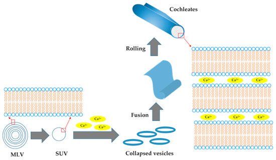 Pharmaceutics | Free Full-Text | Stable, Monodisperse, and Highly Cell ...