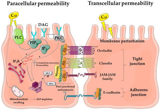 Intestinal Permeation Enhancers for Oral Delivery of Macromolecules: A ...