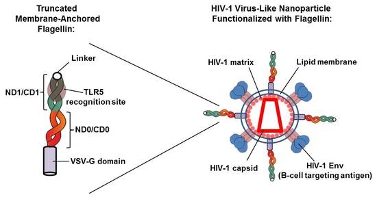 Pharmaceutics | Free Full-Text | Advantages and Limitations of Integrated Flagellin Adjuvants ...