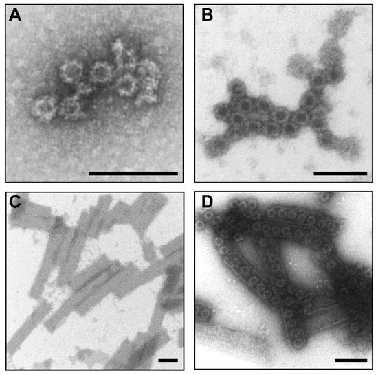 Rotavirus VP6 as an Adjuvant for Bivalent Norovirus Vaccine Produced in ...