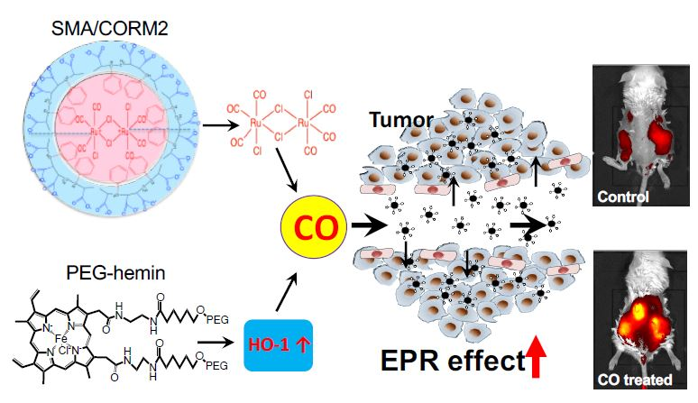 Pharmaceutics | Free Full-Text | Augmentation of EPR Effect and ...