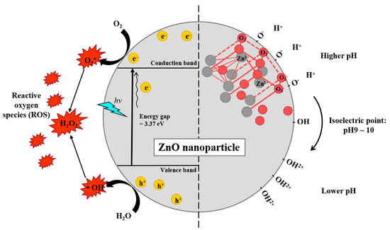 Application of ZnO-Based Nanocomposites for Vaccines and Cancer ...