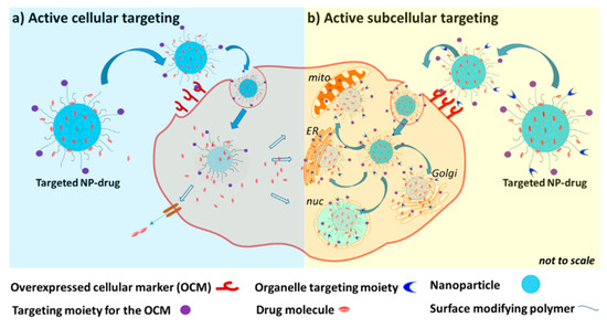Active Cellular and Subcellular Targeting of Nanoparticles for Drug ...
