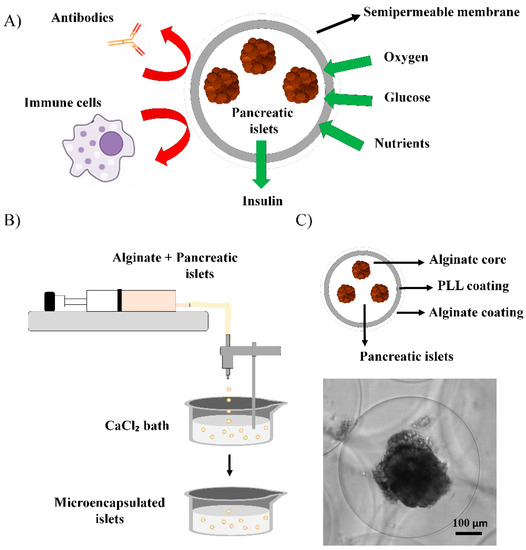 Review of Advanced Hydrogel-Based Cell Encapsulation Systems for ...