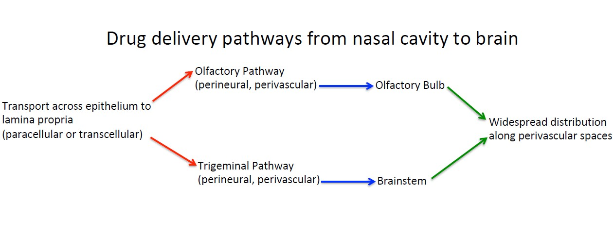 Pharmaceutics | Free Full-Text | Perivascular and Perineural Pathways ...