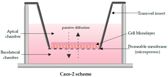 Pharmaceutics | Free Full-Text | Validation of an Ex Vivo Permeation ...