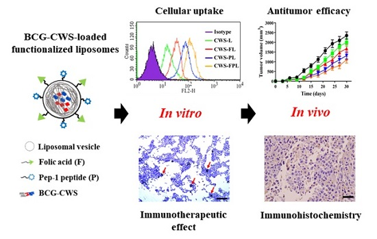 Pharmaceutics | Free Full-Text | Enhanced Intracellular Delivery of BCG ...