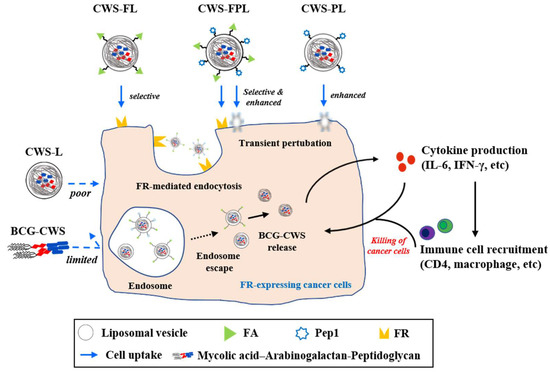 Pharmaceutics | Free Full-Text | Enhanced Intracellular Delivery of BCG ...