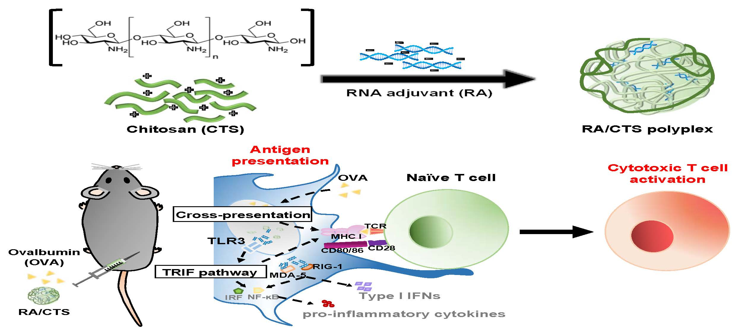 Pharmaceutics | Free Full-Text | High Molecular Weight Chitosan-Complexed RNA Nanoadjuvant for ...
