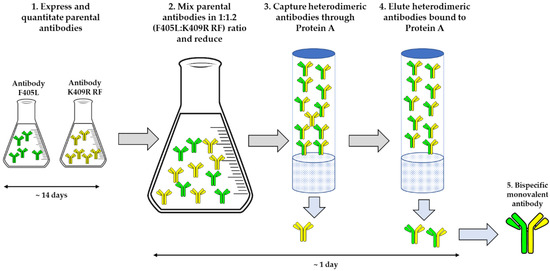 Fab-Arm Exchange Combined with Selective Protein A Purification Results ...
