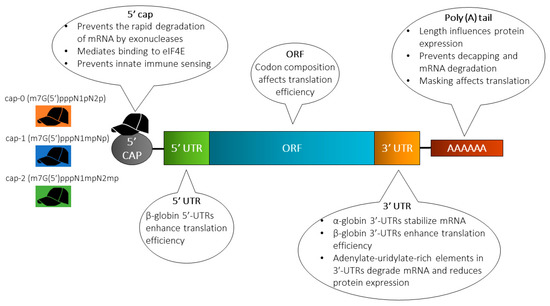 Opportunities and Challenges in the Delivery of mRNA-Based Vaccines