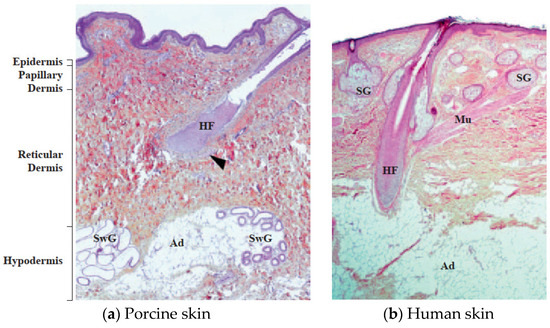 Alternatives to Biological Skin in Permeation Studies: Current Trends ...