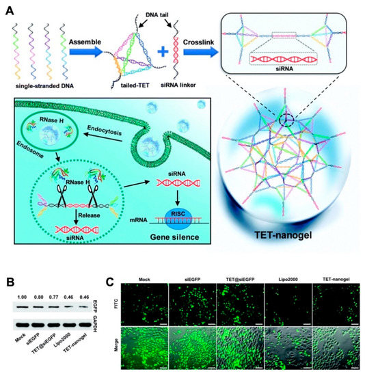 Nanogel: A Versatile Nano-Delivery System for Biomedical Applications