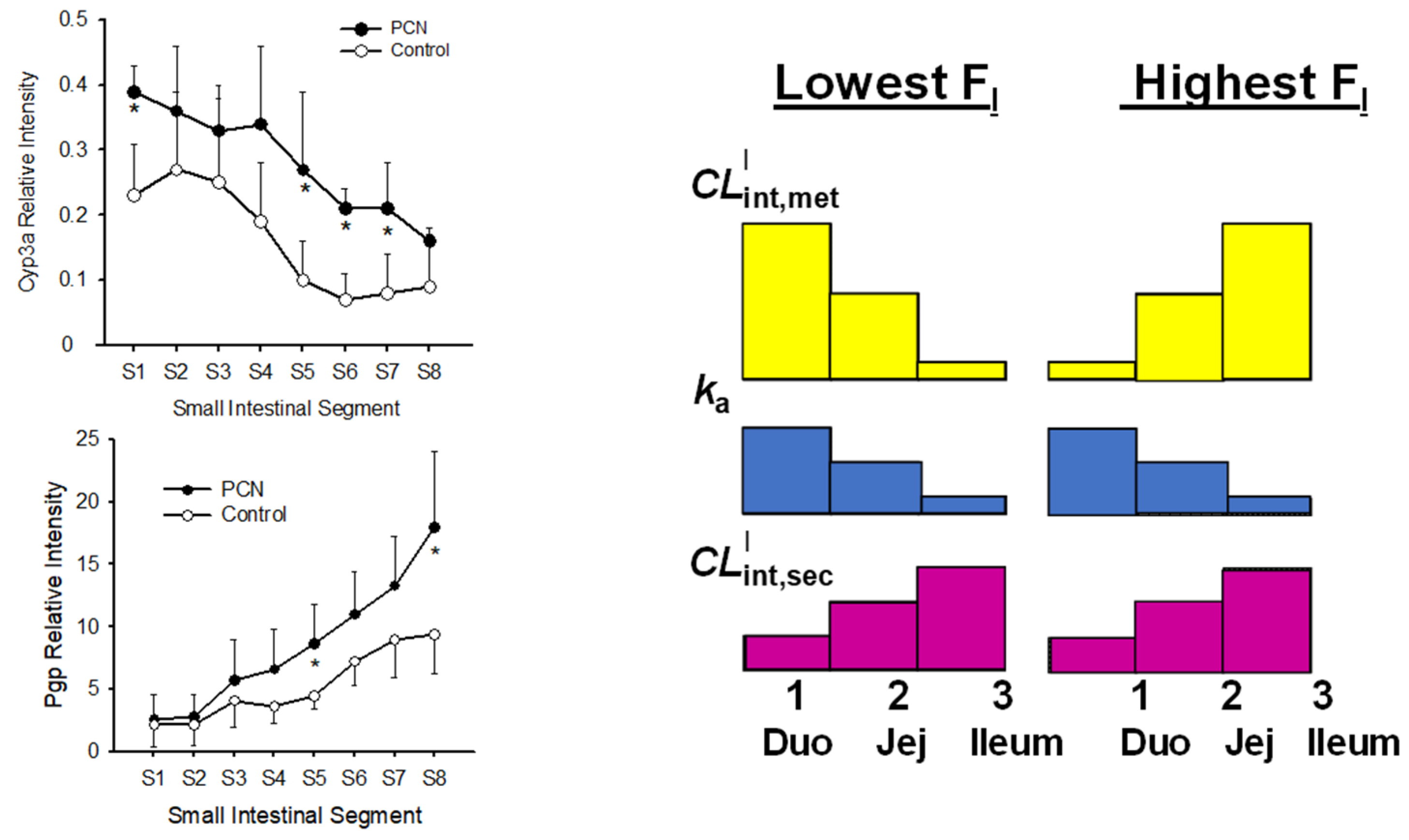 The Segregated Intestinal Flow Model (SFM) for Drug Absorption and Drug ...