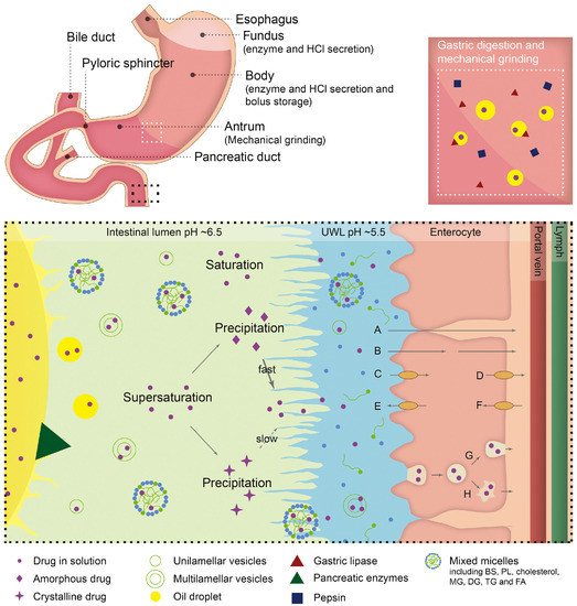 Current Status of Supersaturable Self-Emulsifying Drug Delivery Systems