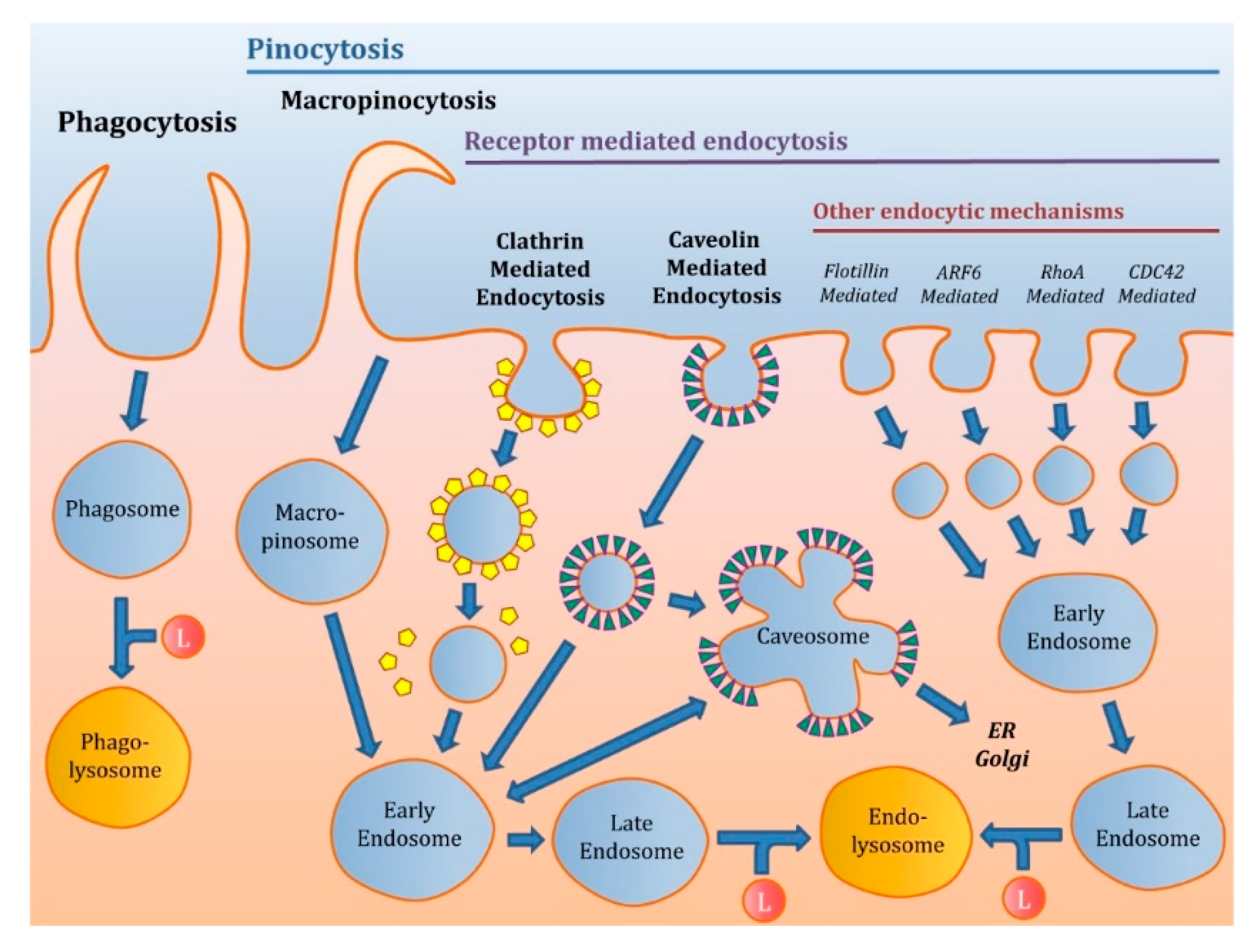 Different Types Endocytosis Receptormediated Endocytosis