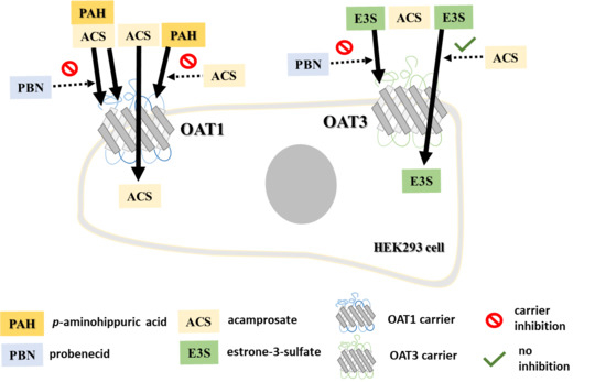 Pharmaceutics | Free Full-Text | Acamprosate Is a Substrate of the ...
