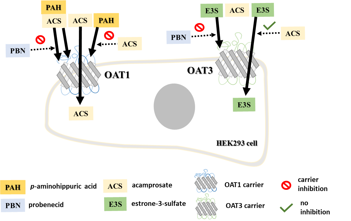 Pharmaceutics | Free Full-Text | Acamprosate Is a Substrate of the ...