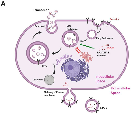 Extracellular Vesicle- and Extracellular Vesicle Mimetics-Based Drug Delivery Systems: New ...