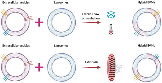 Pharmaceutics | Free Full-Text | Extracellular Vesicle- and Extracellular Vesicle Mimetics-Based ...