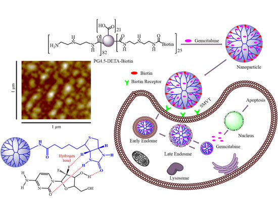Pharmaceutics | Free Full-Text | Biotin-Decorated PAMAM G4.5 Dendrimer ...
