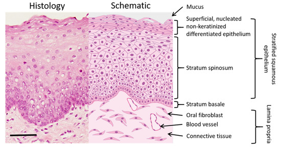 Mucoadhesive Electrospun Fibre-Based Technologies for Oral Medicine