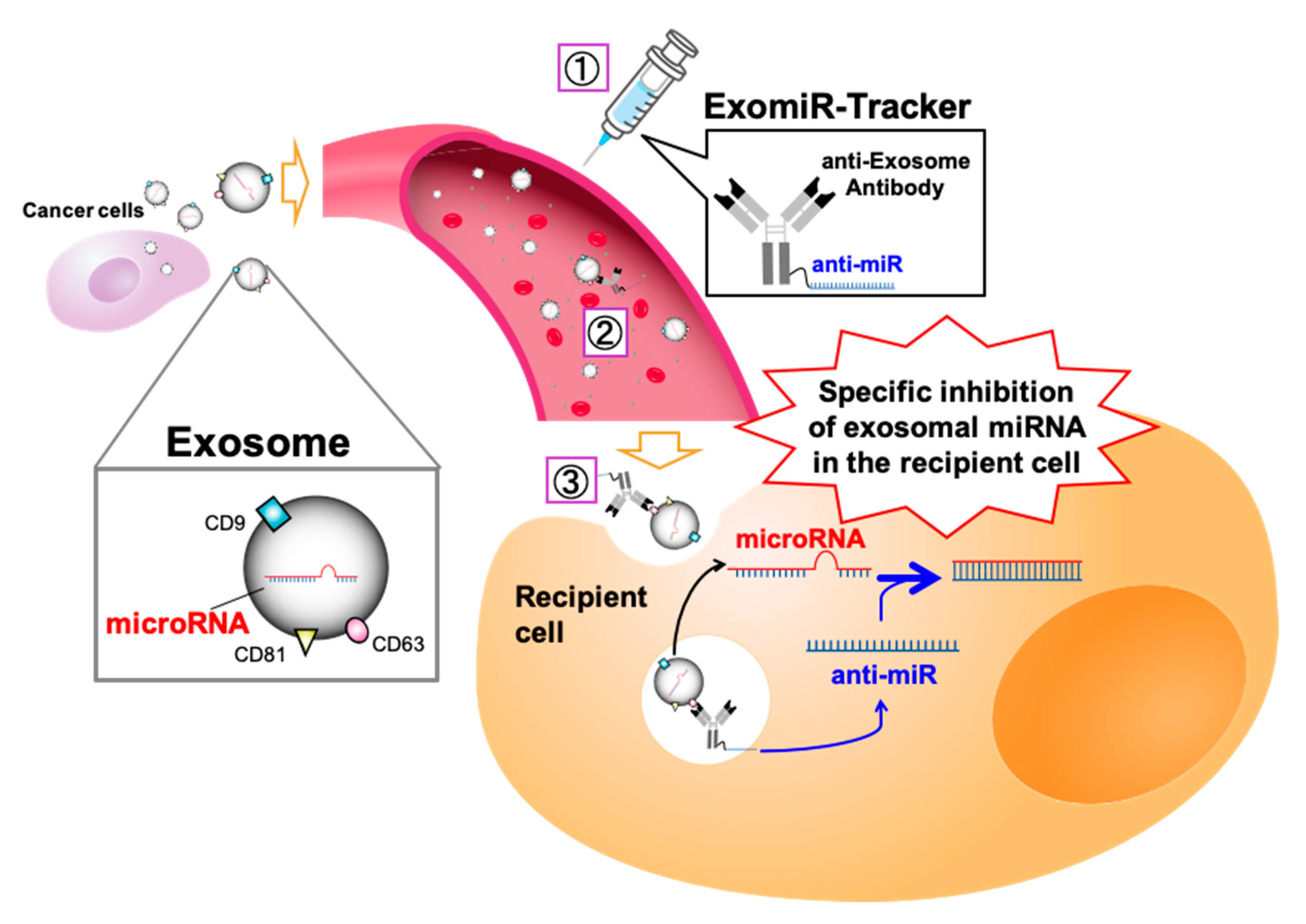 Development Of Antibody Oligonucleotide Complexes For Targeting