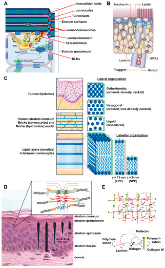 Skin Barriers in Dermal Drug Delivery: Which Barriers Have to Be ...