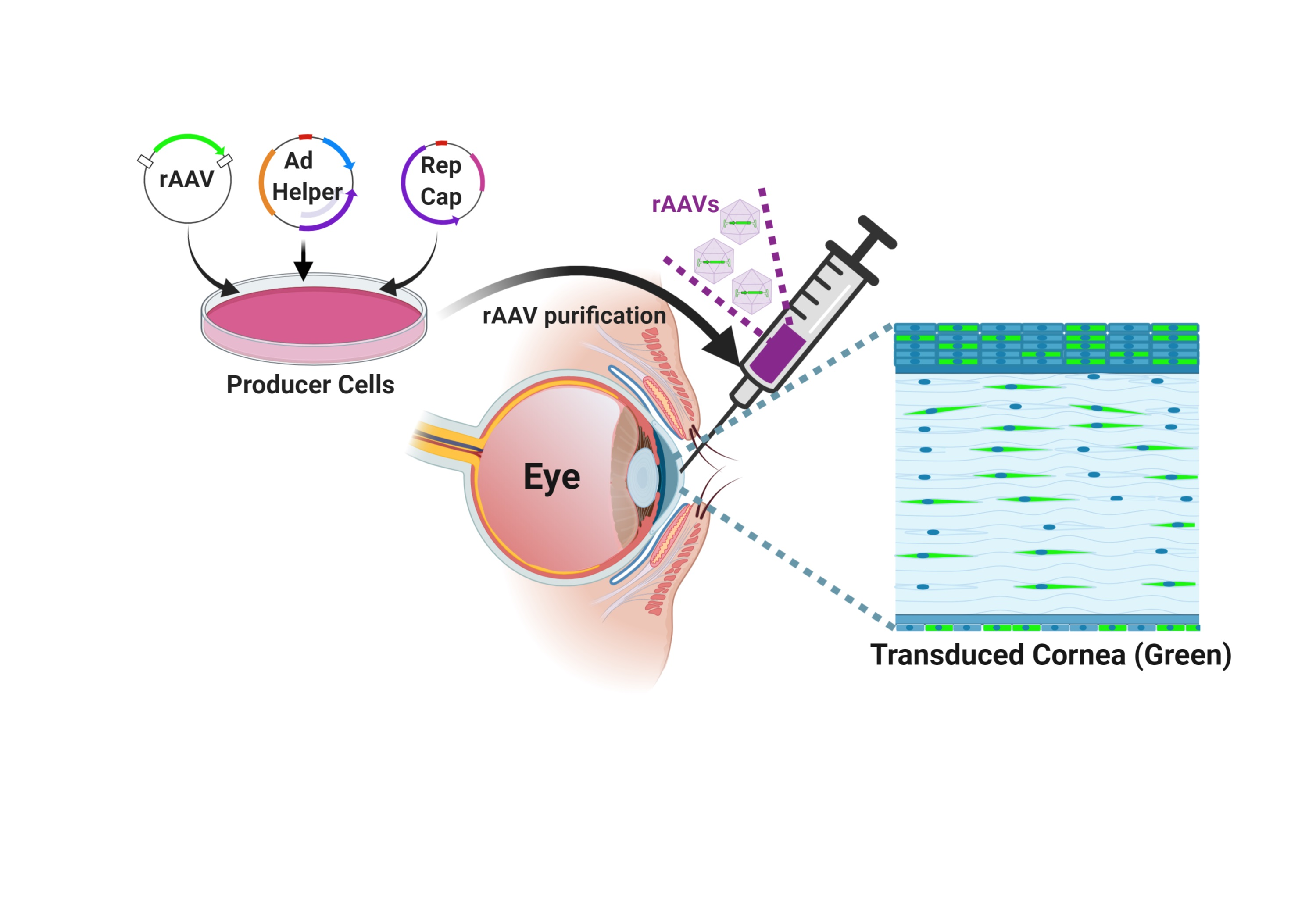 Pharmaceutics | Free Full-Text | Adeno-Associated Virus Mediated Gene ...