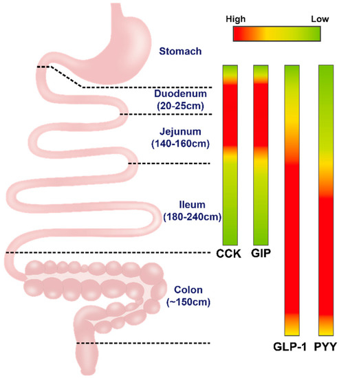 Enteroendocrine Hormone Secretion and Metabolic Control: Importance of ...