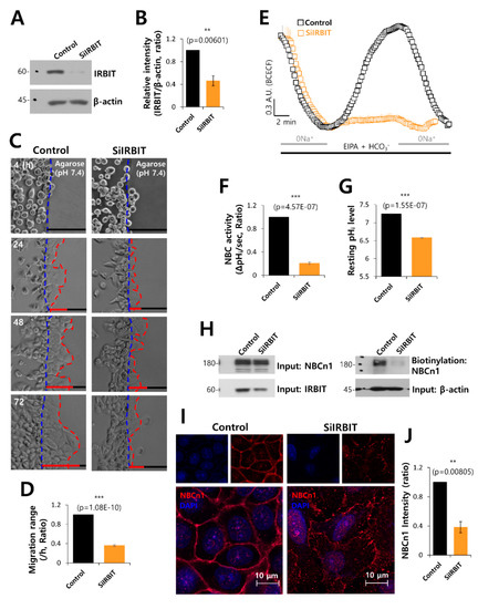Pharmaceutics | Special Issue : New Formulations for Cancer Therapy
