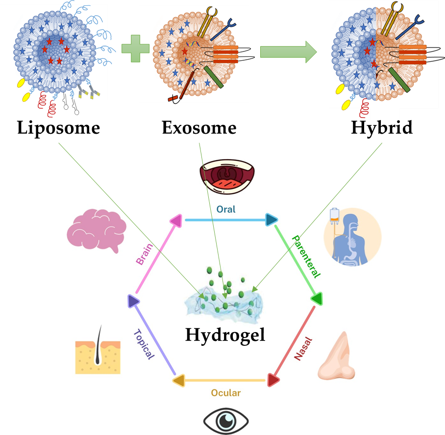 Pharmaceutics | Free Full-Text | Engineering Smart Targeting ...