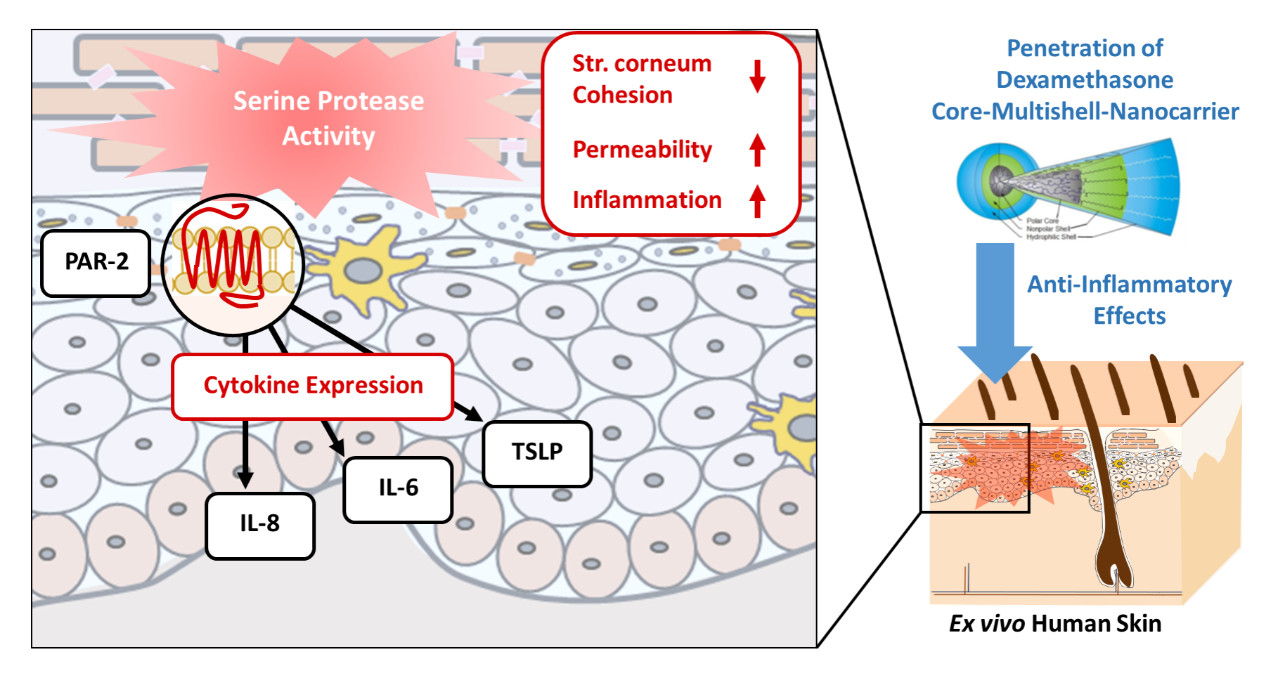 Pharmaceutics | Free Full-Text | Serine Protease-Mediated Cutaneous ...