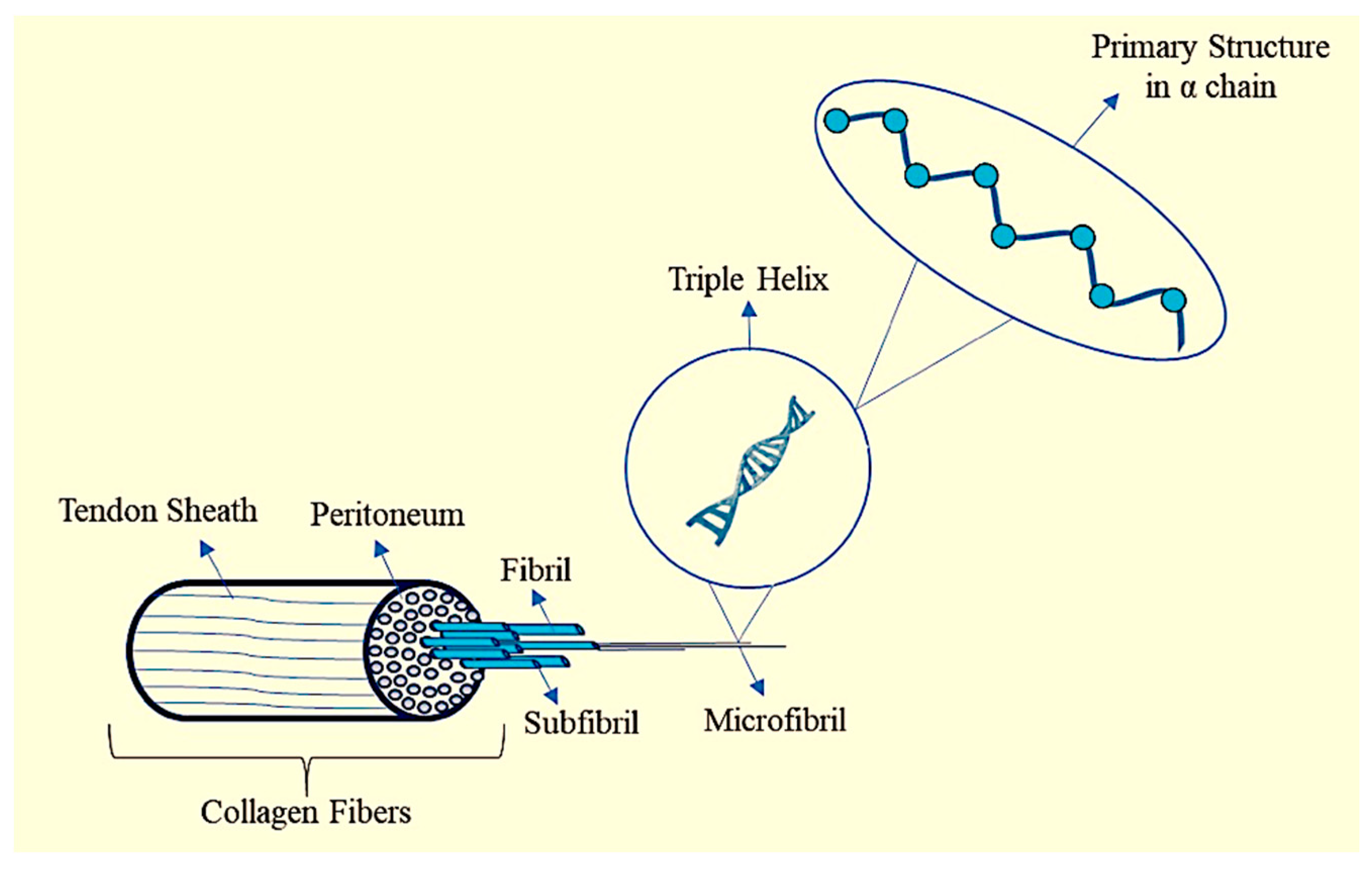Collagen Primary Structure Collagen Primary Structure