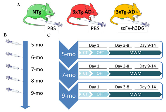 Cognitive Impairment in the 3xTg-AD Mouse Model of Alzheimer’s Disease ...