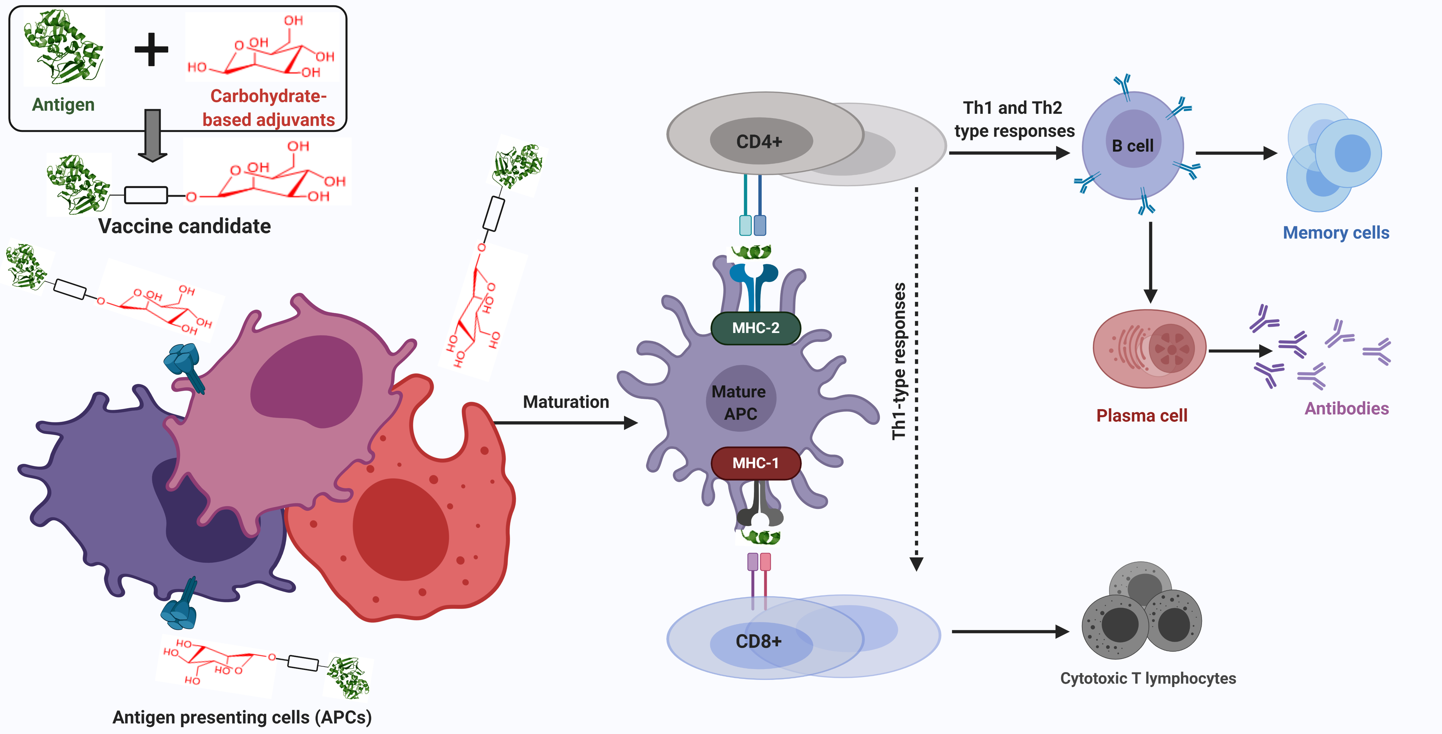 Pharmaceutics | Free Full-Text | Carbohydrate Immune Adjuvants in ...