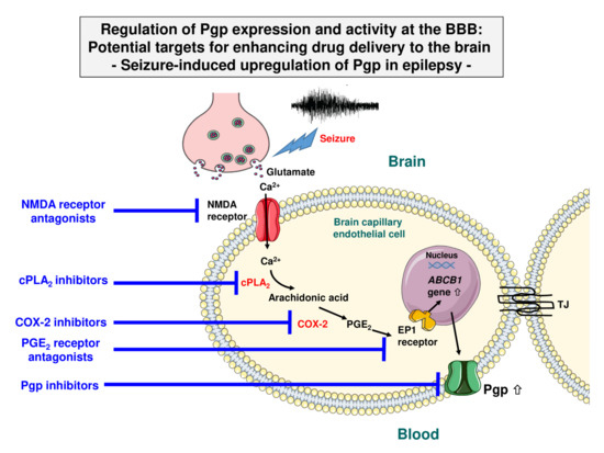 Novel Intrinsic Mechanisms of Active Drug Extrusion at the Blood-Brain ...