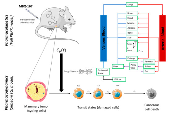 Physiologically-Based Pharmacokinetic/Pharmacodynamic Model of MBQ-167 ...