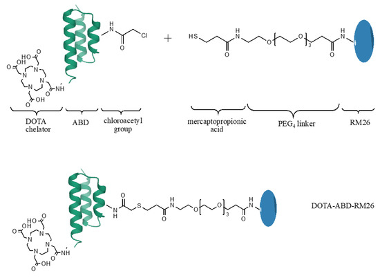 Preclinical Evaluation of the GRPR-Targeting Antagonist RM26 Conjugated ...