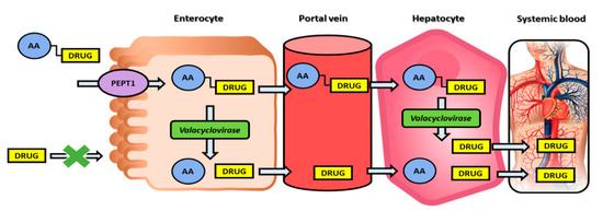 Prodrugs for Improved Drug Delivery: Lessons Learned from Recently ...