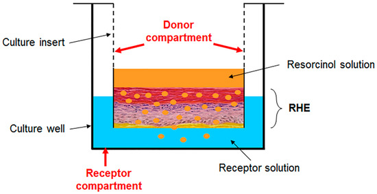 Freezing Weakens the Barrier Function of Reconstructed Human Epidermis ...