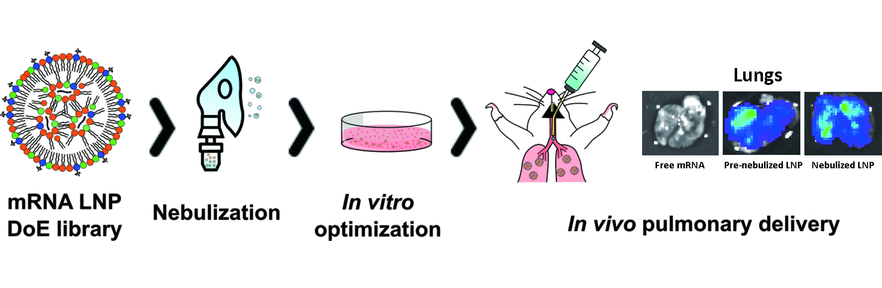 Pharmaceutics | Free Full-Text | Aerosolizable Lipid Nanoparticles for Pulmonary Delivery of ...