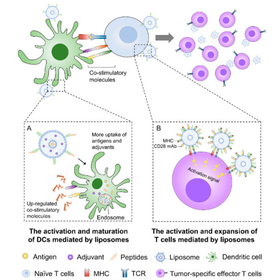 Liposome-Based Drug Delivery Systems in Cancer Immunotherapy